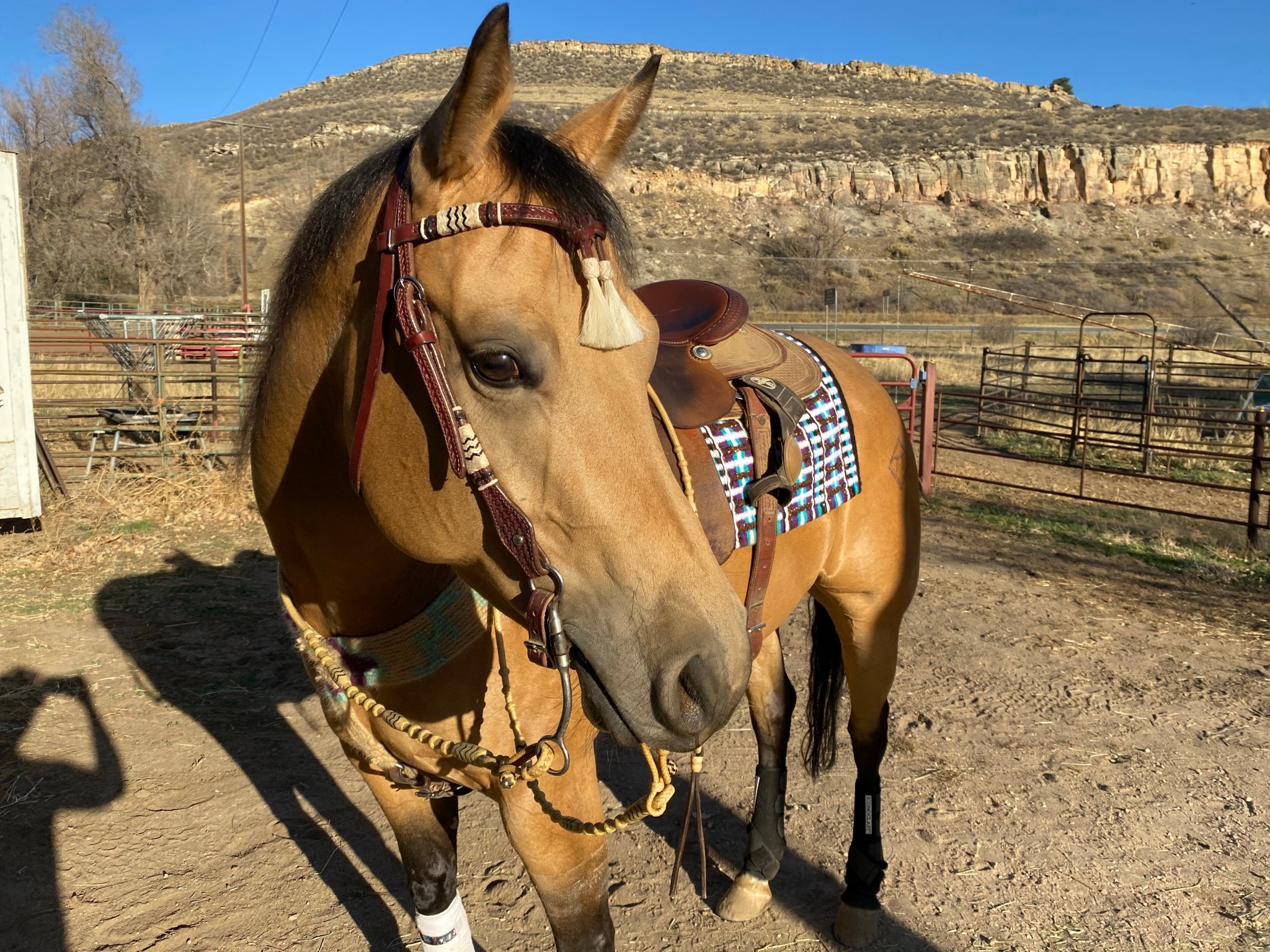 Ranch Horse Events: A beginner’s guide to dress code and tack – Rein It In